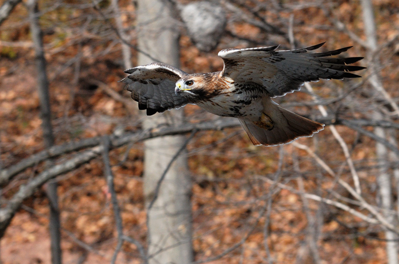 Red-tailed hawk hunting and pictures with prey